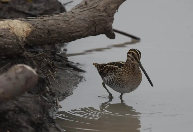 Wilson's snipe - Facts, Diet, Habitat & Pictures on Animalia.bio