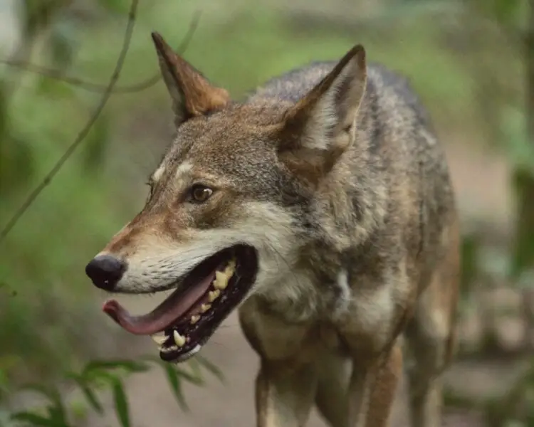 Red wolf - Facts, Diet, Habitat & Pictures on Animalia.bio