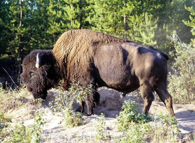 Wood bison - Facts, Diet, Habitat & Pictures on Animalia.bio