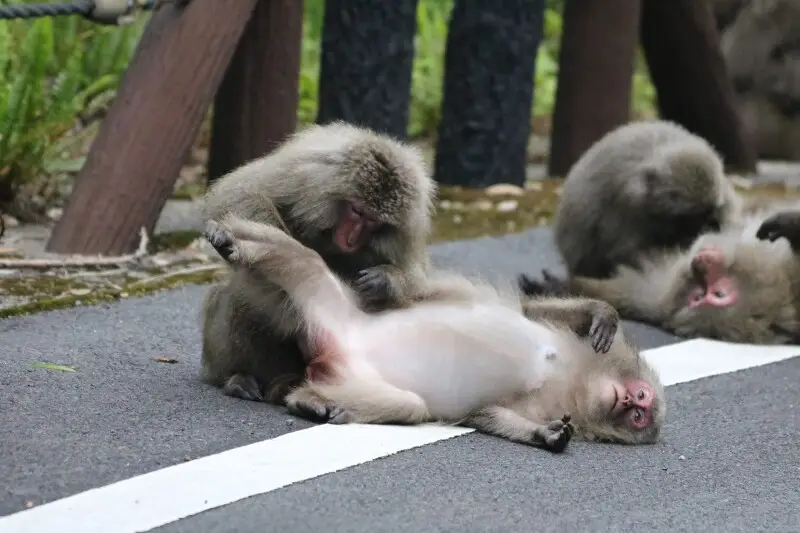 Yakushima macaque - Facts, Diet, Habitat & Pictures on Animalia.bio