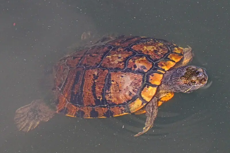 Yellow-bellied slider - Facts, Diet, Habitat & Pictures on Animalia.bio