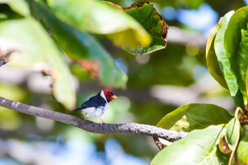 Yellow-billed cardinal - Facts, Diet, Habitat & Pictures on Animalia.bio