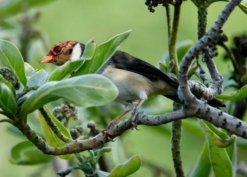 Yellow-billed cardinal - Facts, Diet, Habitat & Pictures on Animalia.bio