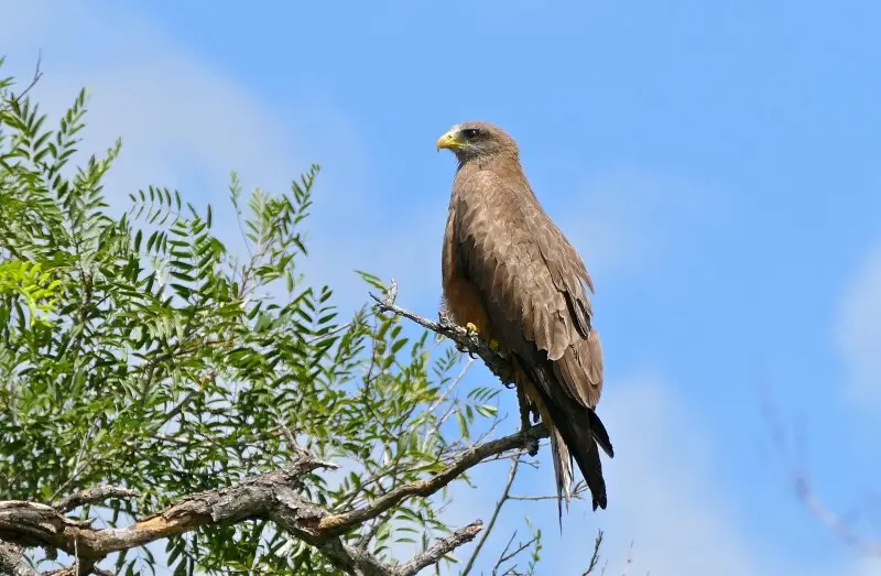 Yellow-billed kite - Facts, Diet, Habitat & Pictures on Animalia.bio