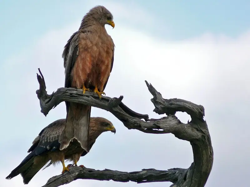 Yellow-billed kite - Facts, Diet, Habitat & Pictures on Animalia.bio