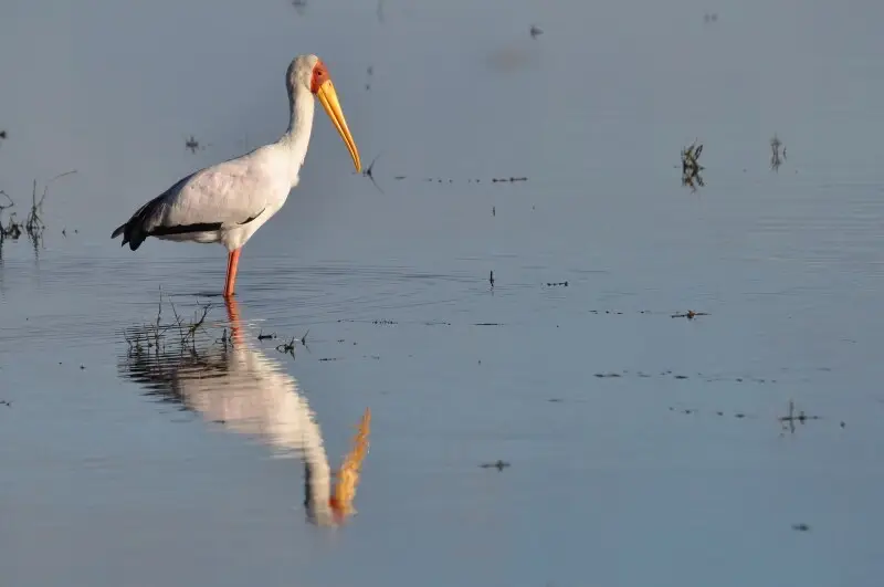 Yellow-billed stork - Facts, Diet, Habitat & Pictures on Animalia.bio