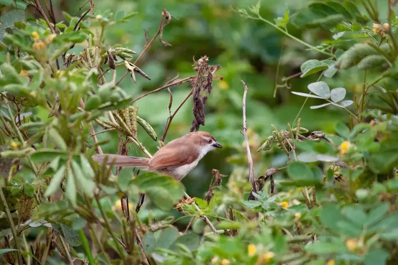 Yellow-eyed babbler - Facts, Diet, Habitat & Pictures on Animalia.bio