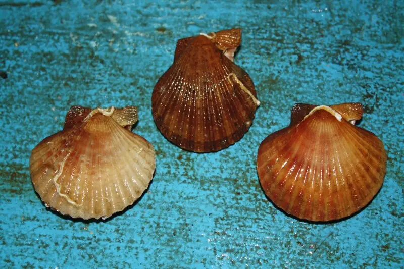 Chlamys varia - Facts, Diet, Habitat & Pictures on Animalia.bio