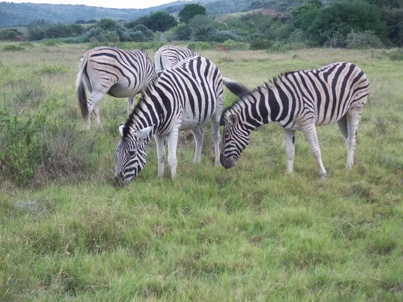 Chapman's zebra - Facts, Diet, Habitat & Pictures on Animalia.bio