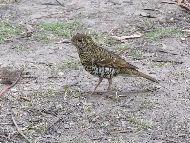 Bassian thrush - Facts, Diet, Habitat & Pictures on Animalia.bio
