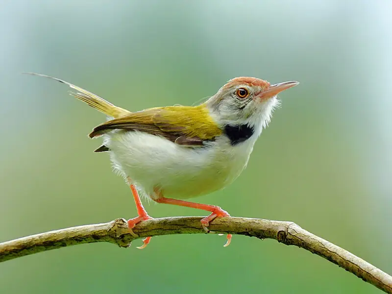 Common tailorbird - Facts, Diet, Habitat & Pictures on Animalia.bio