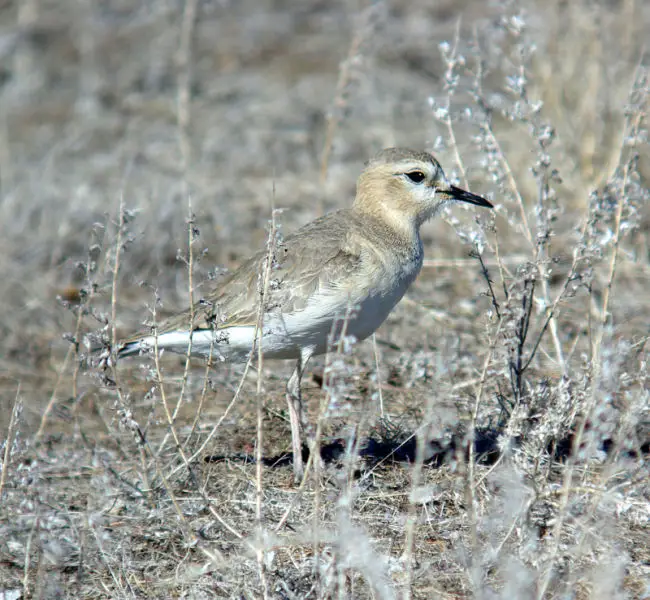 Mountain Plover - Facts, Diet, Habitat & Pictures on Animalia.bio