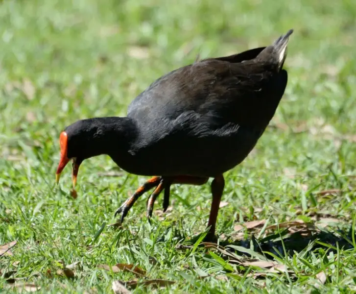 Dusky moorhen - Facts, Diet, Habitat & Pictures on Animalia.bio