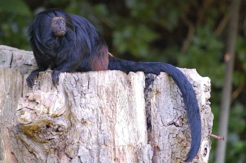 Black Lion Tamarin - Facts, Diet, Habitat & Pictures on Animalia.bio