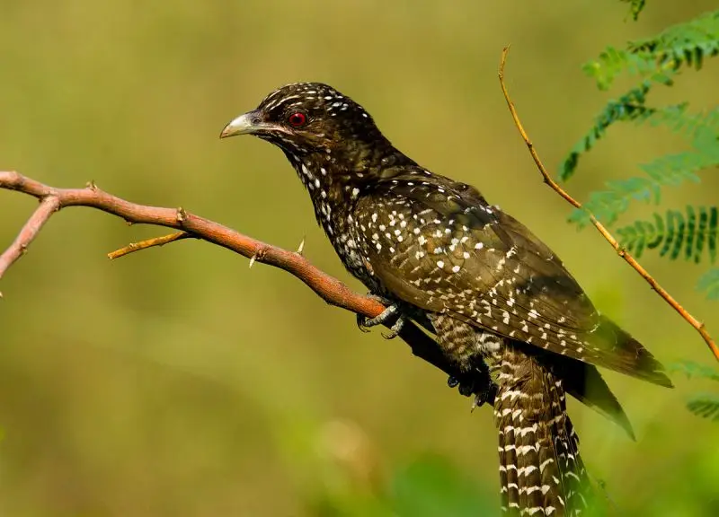 Asian Koel - Facts, Diet, Habitat & Pictures on Animalia.bio