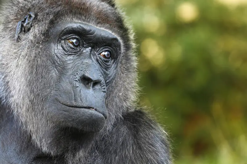 Western lowland gorilla - Facts, Diet, Habitat & Pictures on Animalia.bio