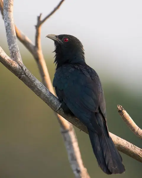 Asian Koel - Facts, Diet, Habitat & Pictures on Animalia.bio