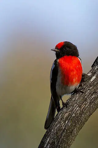 Red-capped robin - Facts, Diet, Habitat & Pictures on Animalia.bio