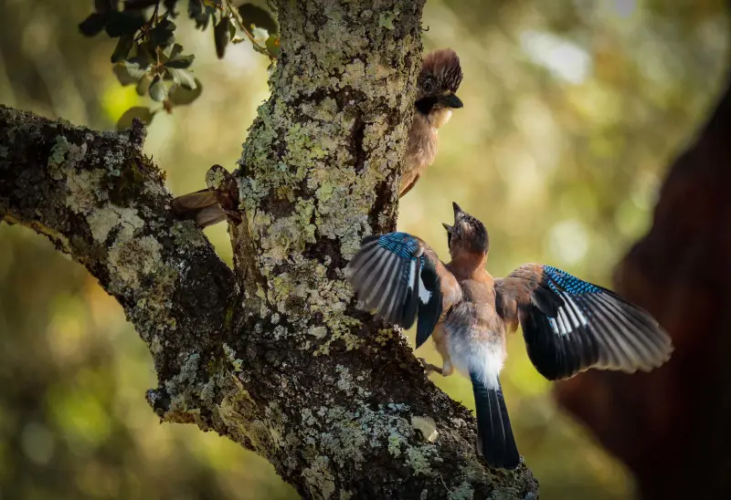 Eurasian Jay - Facts, Diet, Habitat & Pictures on Animalia.bio