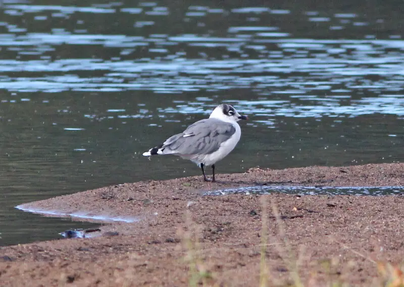 Franklin's gull - Facts, Diet, Habitat & Pictures on Animalia.bio
