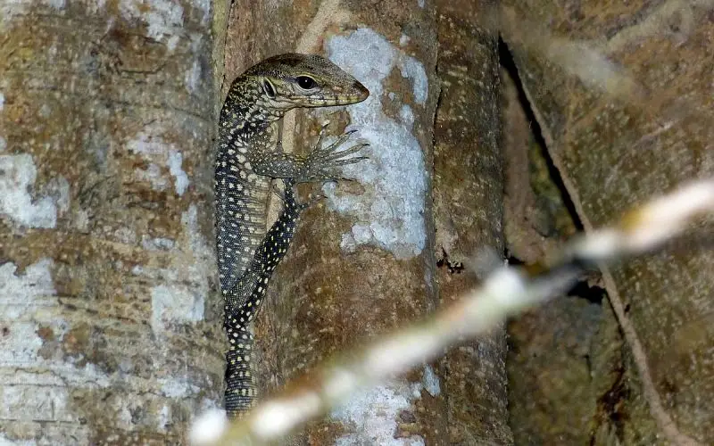 Bengal Monitor - Facts, Diet, Habitat & Pictures on Animalia.bio