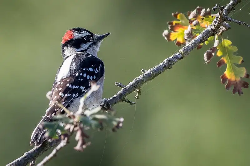 Downy Woodpecker - Facts, Diet, Habitat & Pictures on Animalia.bio