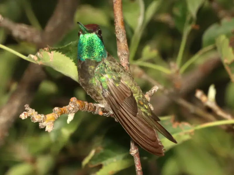 Rivoli's hummingbird - Facts, Diet, Habitat & Pictures on Animalia.bio