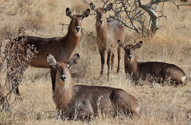 Waterbuck - Facts, Diet, Habitat & Pictures on Animalia.bio
