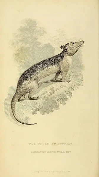 Yellow-sided opossum - Facts, Diet, Habitat & Pictures on Animalia.bio