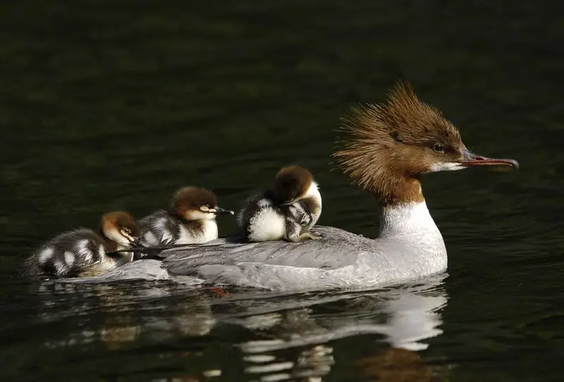 Common Merganser - Facts, Diet, Habitat & Pictures on Animalia.bio