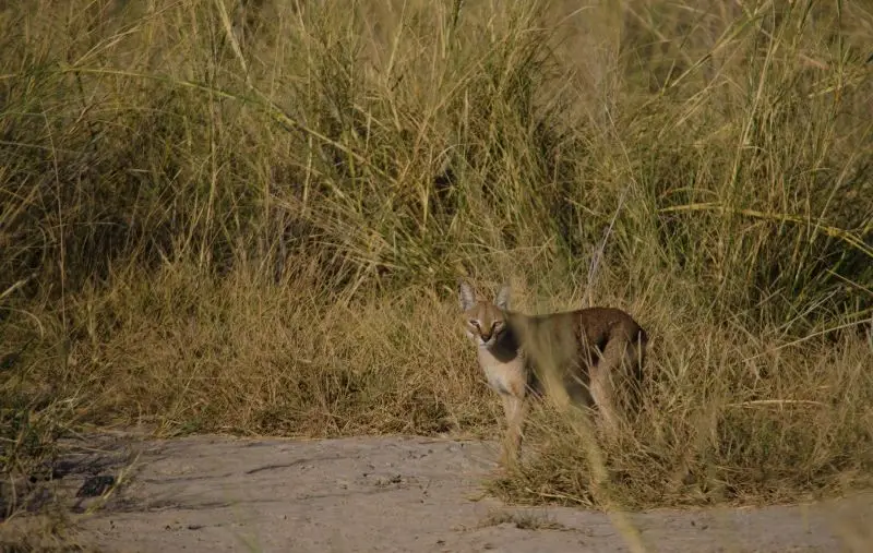 Caracal - Facts, Diet, Habitat & Pictures on Animalia.bio