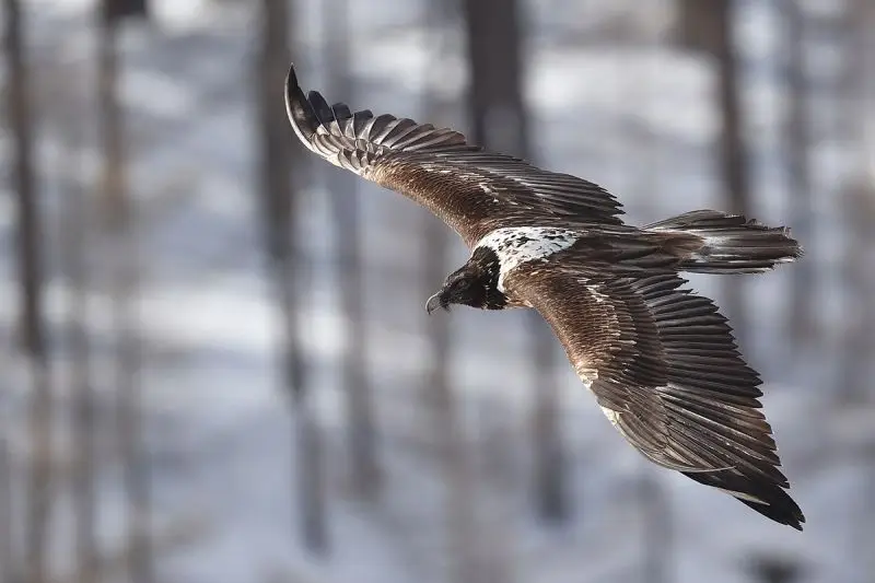 Bearded Vulture - Facts, Diet, Habitat & Pictures on Animalia.bio