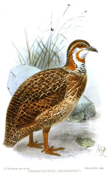 Red-winged francolin - Facts, Diet, Habitat & Pictures on Animalia.bio