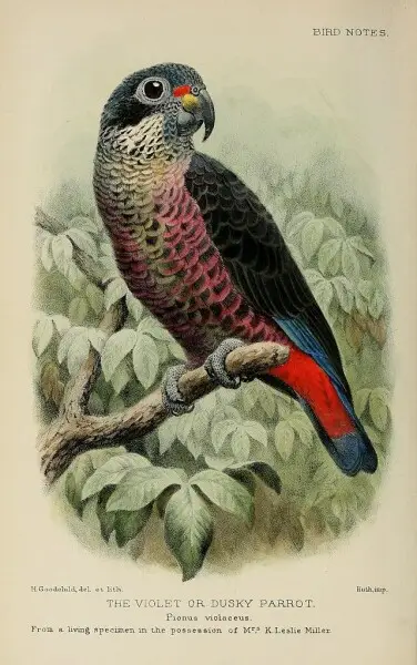 Dusky parrot - Facts, Diet, Habitat & Pictures on Animalia.bio