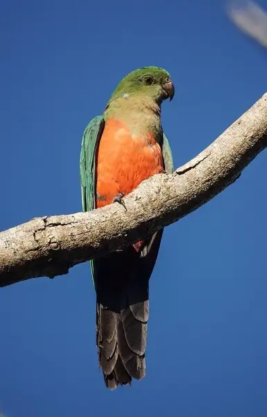 Australian king parrot - Facts, Diet, Habitat & Pictures on Animalia.bio