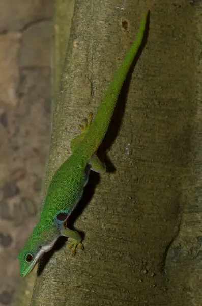 Phelsuma quadriocellata - Facts, Diet, Habitat & Pictures on Animalia.bio