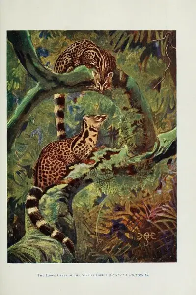Giant forest genet - Facts, Diet, Habitat & Pictures on Animalia.bio