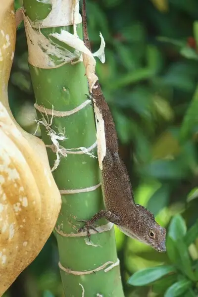 Puerto Rican crested anole - Facts, Diet, Habitat & Pictures on ...
