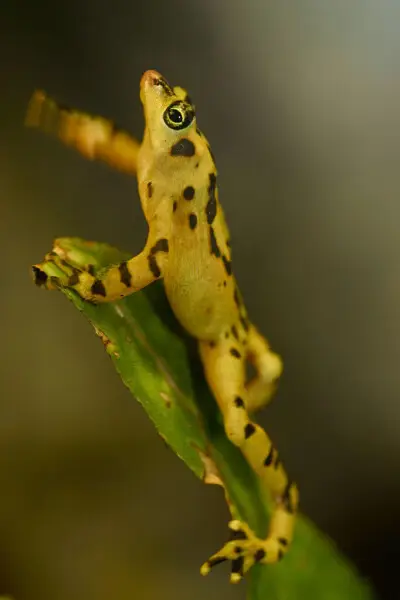 Panamanian golden frog - Facts, Diet, Habitat & Pictures on Animalia.bio