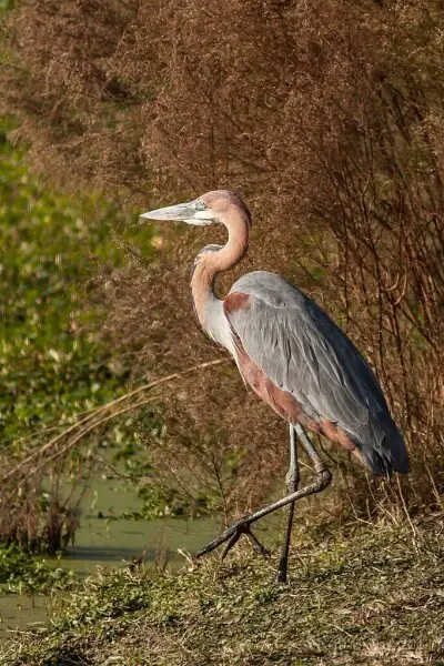 Goliath heron - Facts, Diet, Habitat & Pictures on Animalia.bio