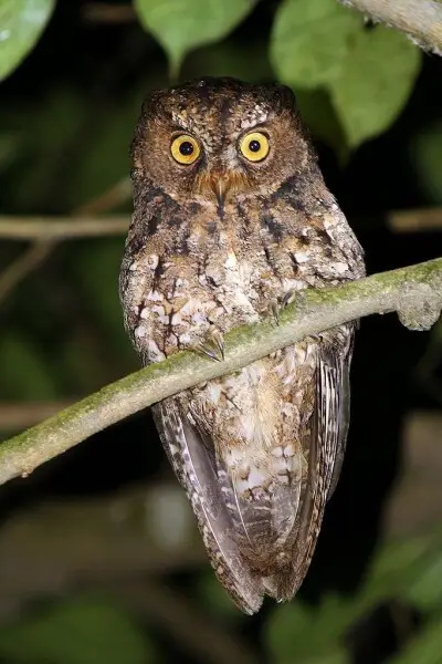 Otus manadensis - Fatti, dieta, habitat e immagini su Animalia.bio