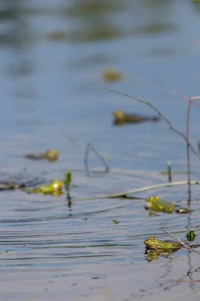 Pool frog - Facts, Diet, Habitat & Pictures on Animalia.bio