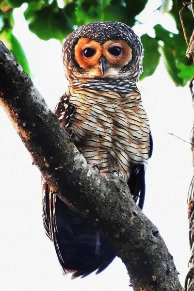 Strix seloputo - Fatti, dieta, habitat e immagini su Animalia.bio