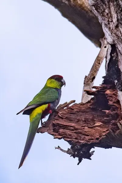 Red-capped parrot - Facts, Diet, Habitat & Pictures on Animalia.bio
