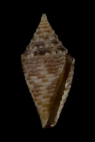 Conus acutangulus - факти, дієта, ареал і фотографії на Animalia.bio