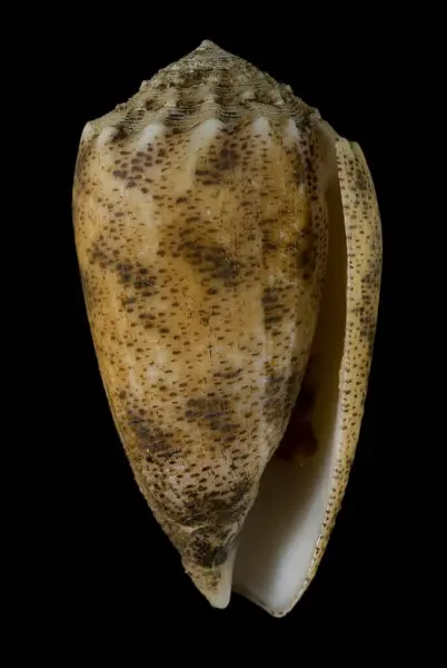 Conus arenatus - факти, дієта, ареал і фотографії на Animalia.bio