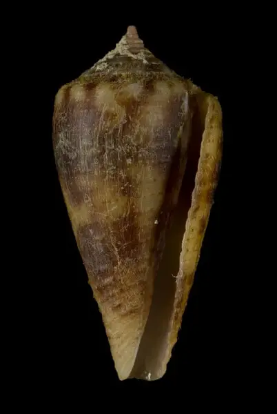 Conus boeticus - факти, дієта, ареал і фотографії на Animalia.bio