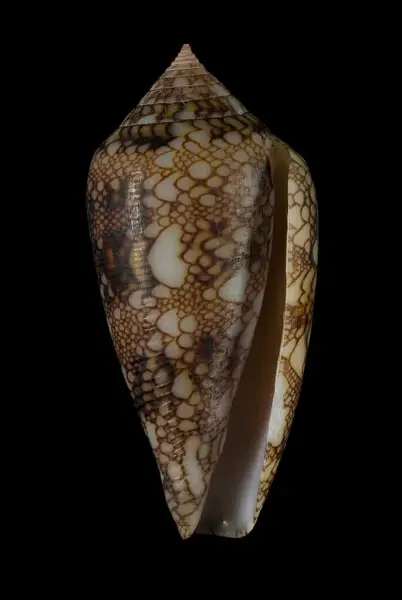 Conus canonicus - Facts, Diet, Habitat & Pictures on Animalia.bio