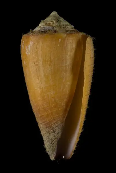 Conus circumactus - факти, дієта, ареал і фотографії на Animalia.bio