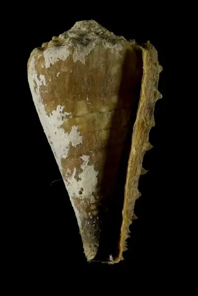 Conus distans - факти, дієта, ареал і фотографії на Animalia.bio